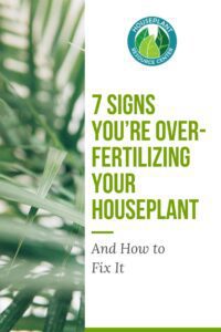 7 Signs You’re Over-Fertilizing Your Houseplant & How to Fix It