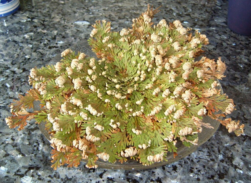 The Ultimate Guide to Rose of Jericho | HRC