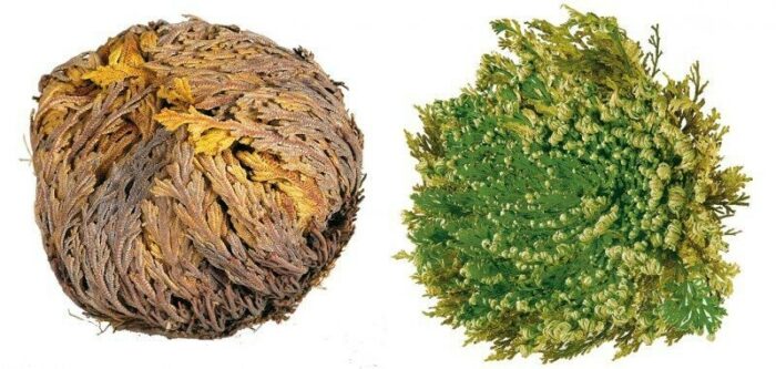 The Ultimate Guide to Rose of Jericho | HRC