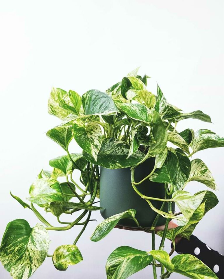 The Complete Golden Pothos Care Guide | HRC