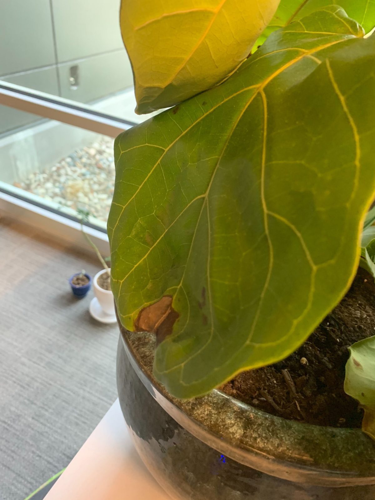 Brown Spots on my Fiddle Leaf Fig | Houseplant Resource Center