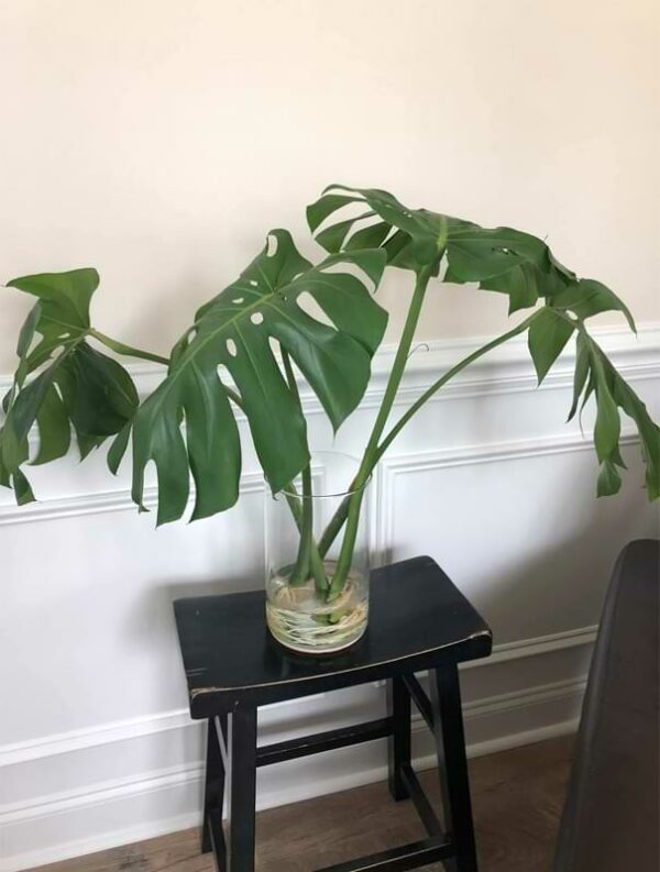 Monstera Propagation in 5 Minutes | Houseplant Resource Center
