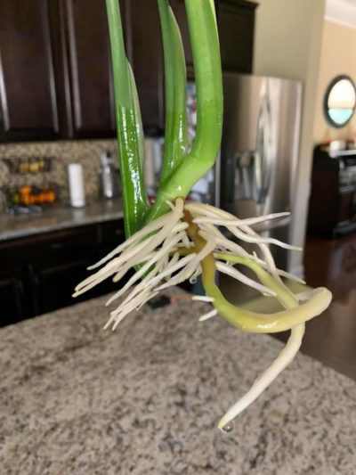 Monstera Propagation in 5 Minutes | Houseplant Resource Center