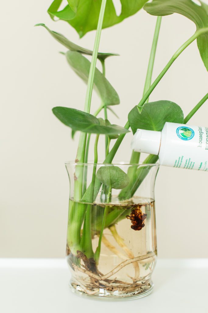 Monstera Propagation in 5 Minutes | Houseplant Resource Center