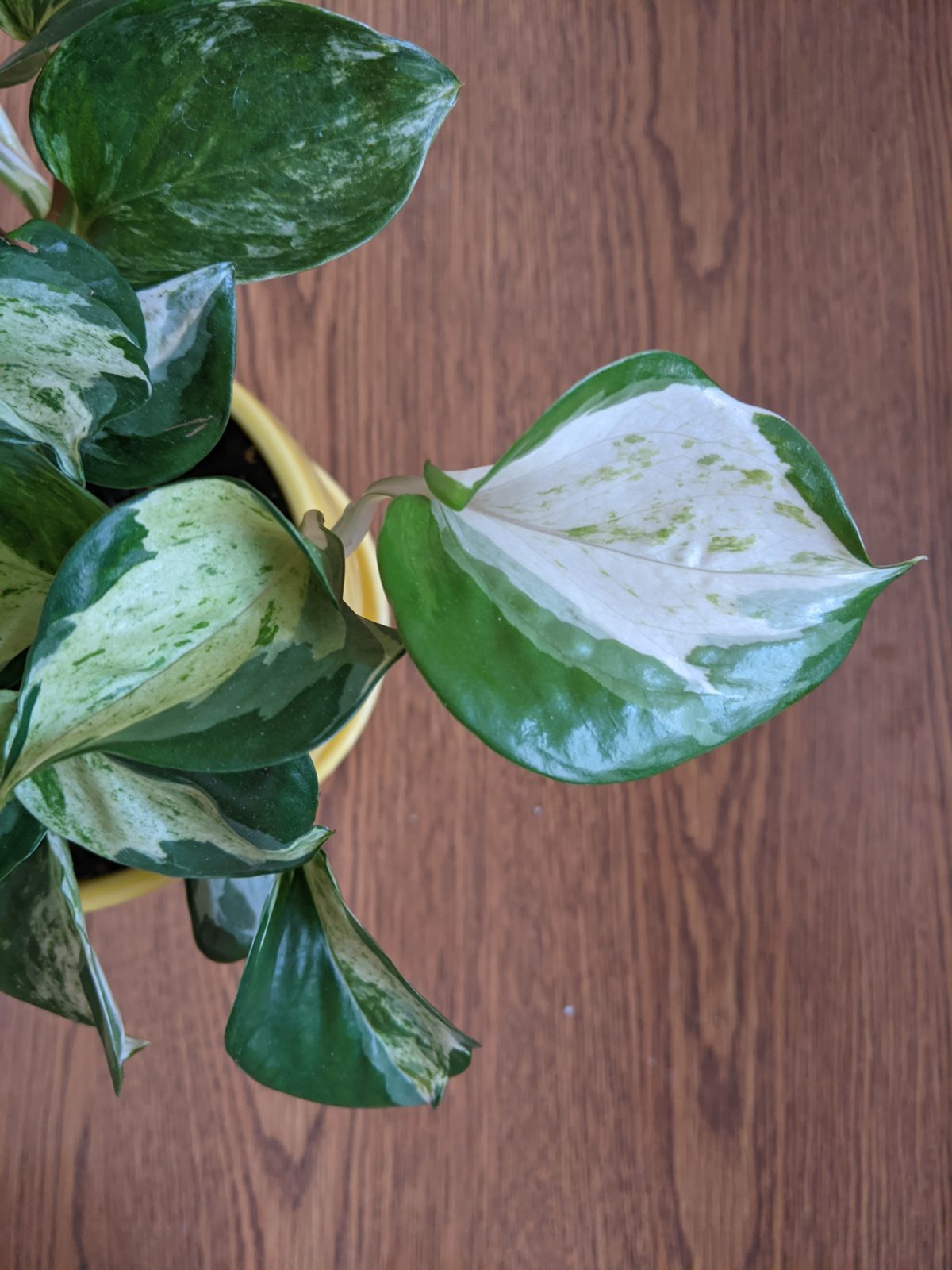 The Ultimate Guide to Pothos Varieties | Houseplant Resource Center