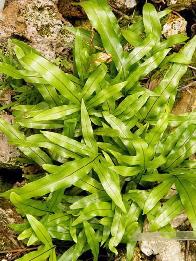 The Ultimate Guide to Indoor Fern Varieties | HRC