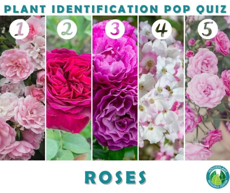 Rose Identification Quiz | Houseplant Resource Center