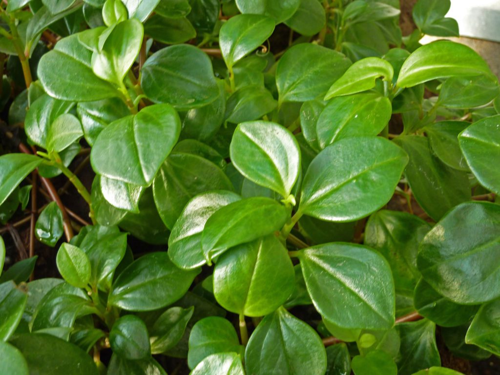 The Ultimate Guide to Peperomia Varieties | Houseplant Resource Center