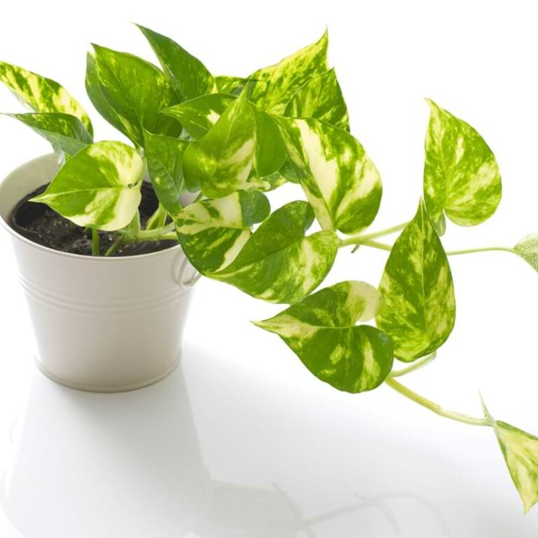 How and When to Repot Your Pothos Plant | HRC