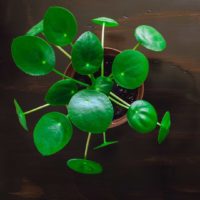 Pilea Plant Care Guide for Beginners | Houseplant Resource Center