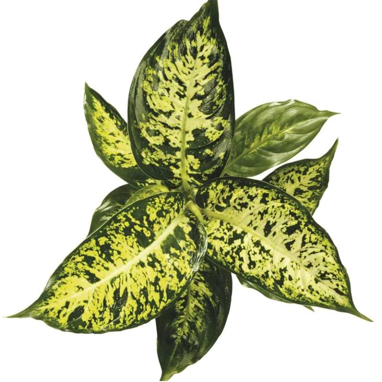 Exotic Angel® Plant Care | 10 Different Types | HRC