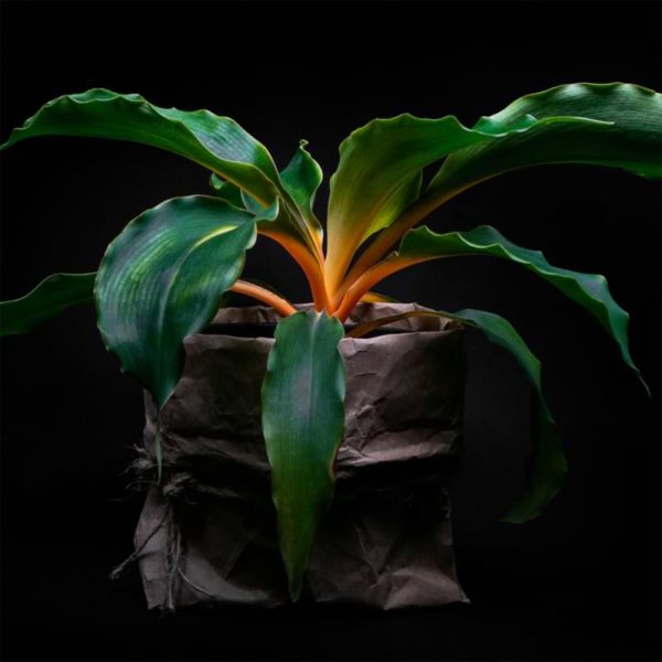 Exotic Angel® Plant Care | 10 Different Types | HRC