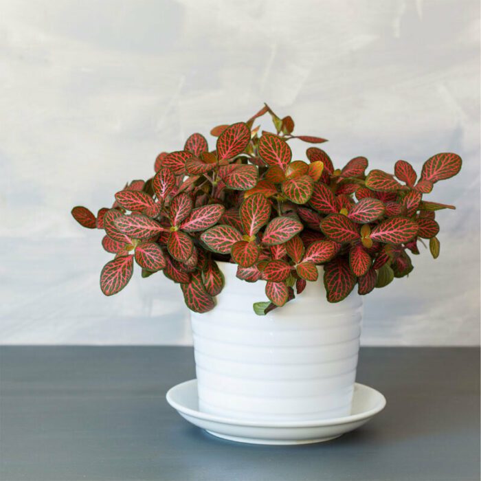 Exotic Angel® Plant Care | 10 Different Types | HRC