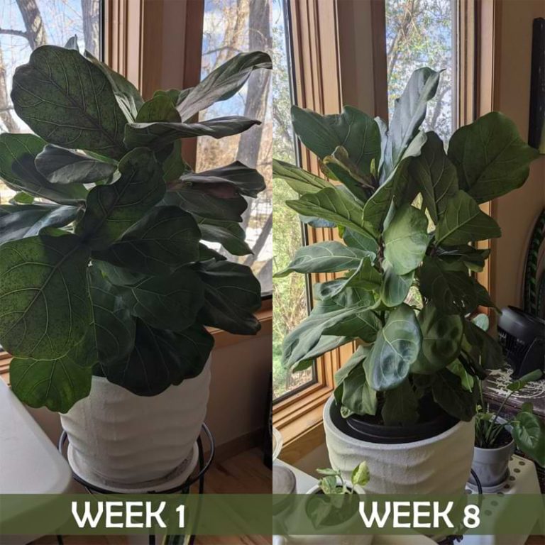 Probiotics for Plants: Everything You Need to Know | HRC