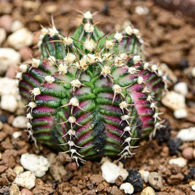 How to Repot A Cactus Without Getting Hurt | HRC