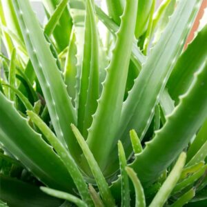 How To Propagate Aloe Plants | Divisions and Cuttings | HRC