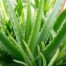How To Propagate Aloe Plants | Divisions and Cuttings | HRC