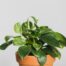 Birkin Plant Care Guide | Houseplant Resource Center