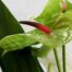 How To Propagate Anthurium | Caring For Propagated Anthurium