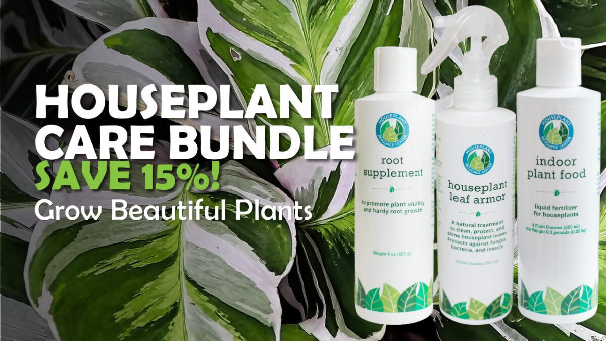 How To Propagate Anthurium Caring For Propagated Anthurium