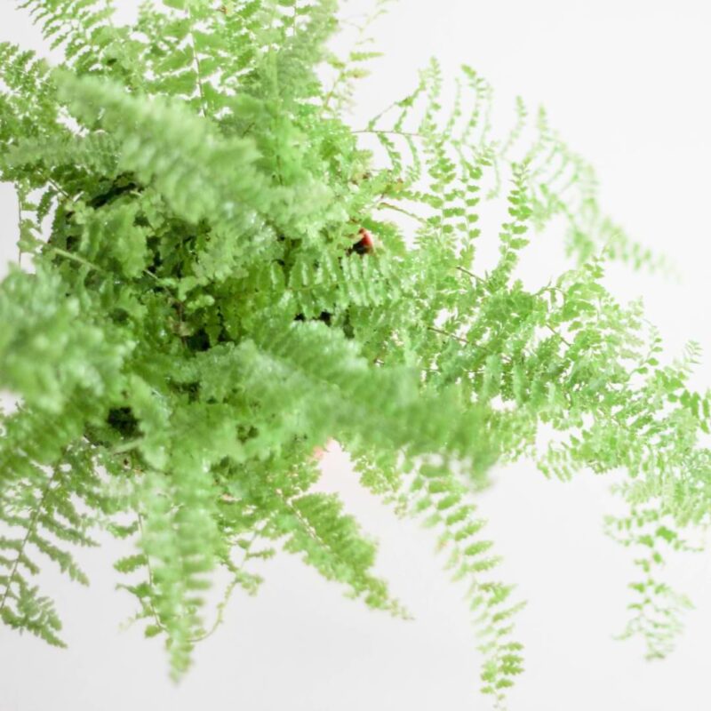 How To Propagate Boston Ferns | Houseplant Resource Center