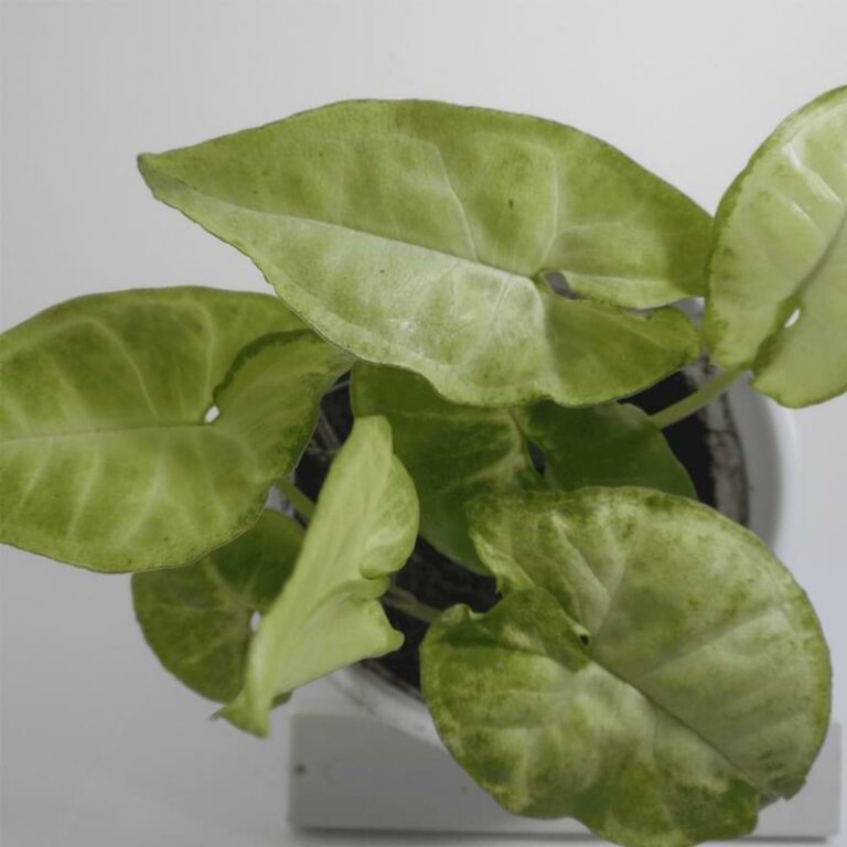 Every Technique For How To Propagate An Arrowhead Plant