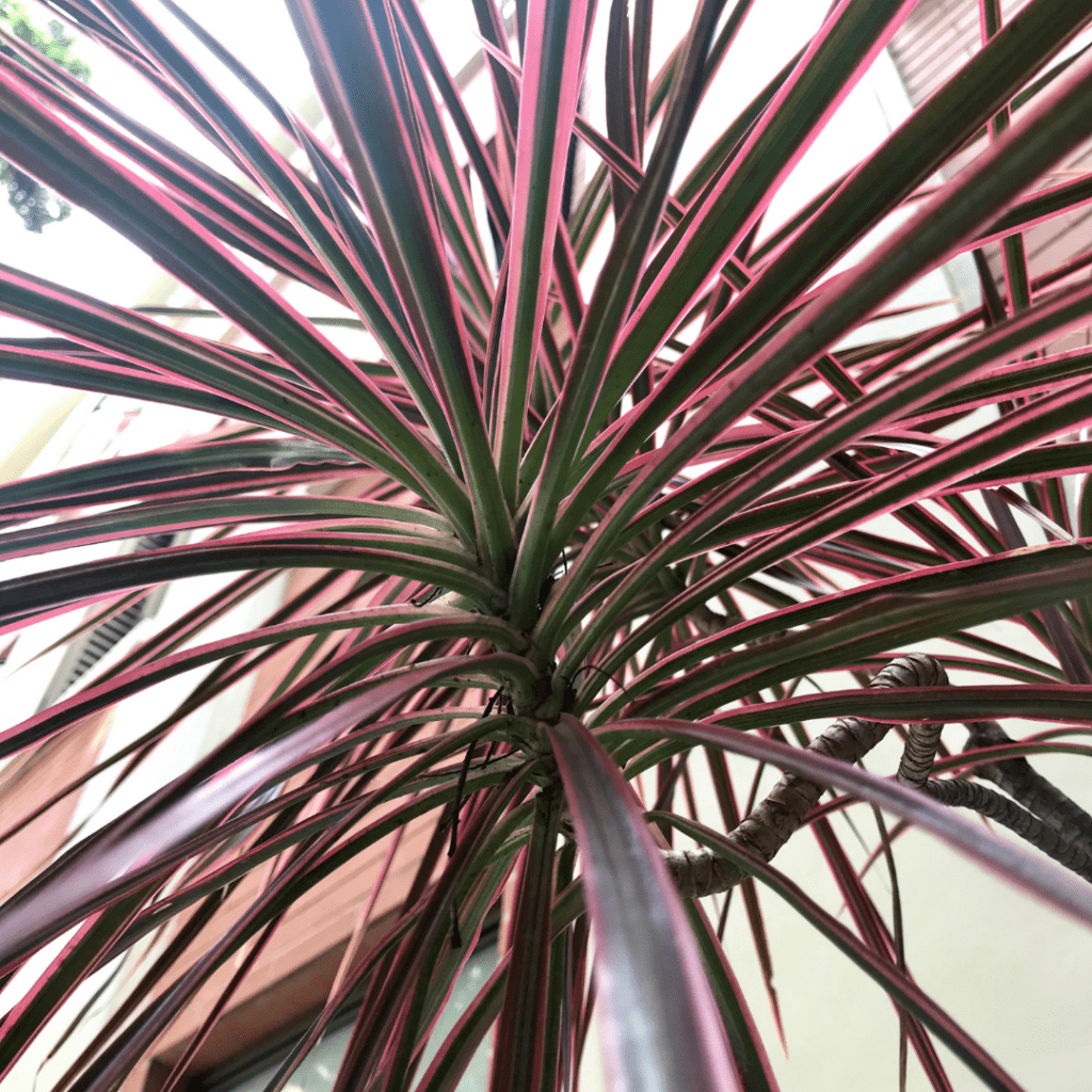 Dracaena Marginata Design Ideas For Any Decor