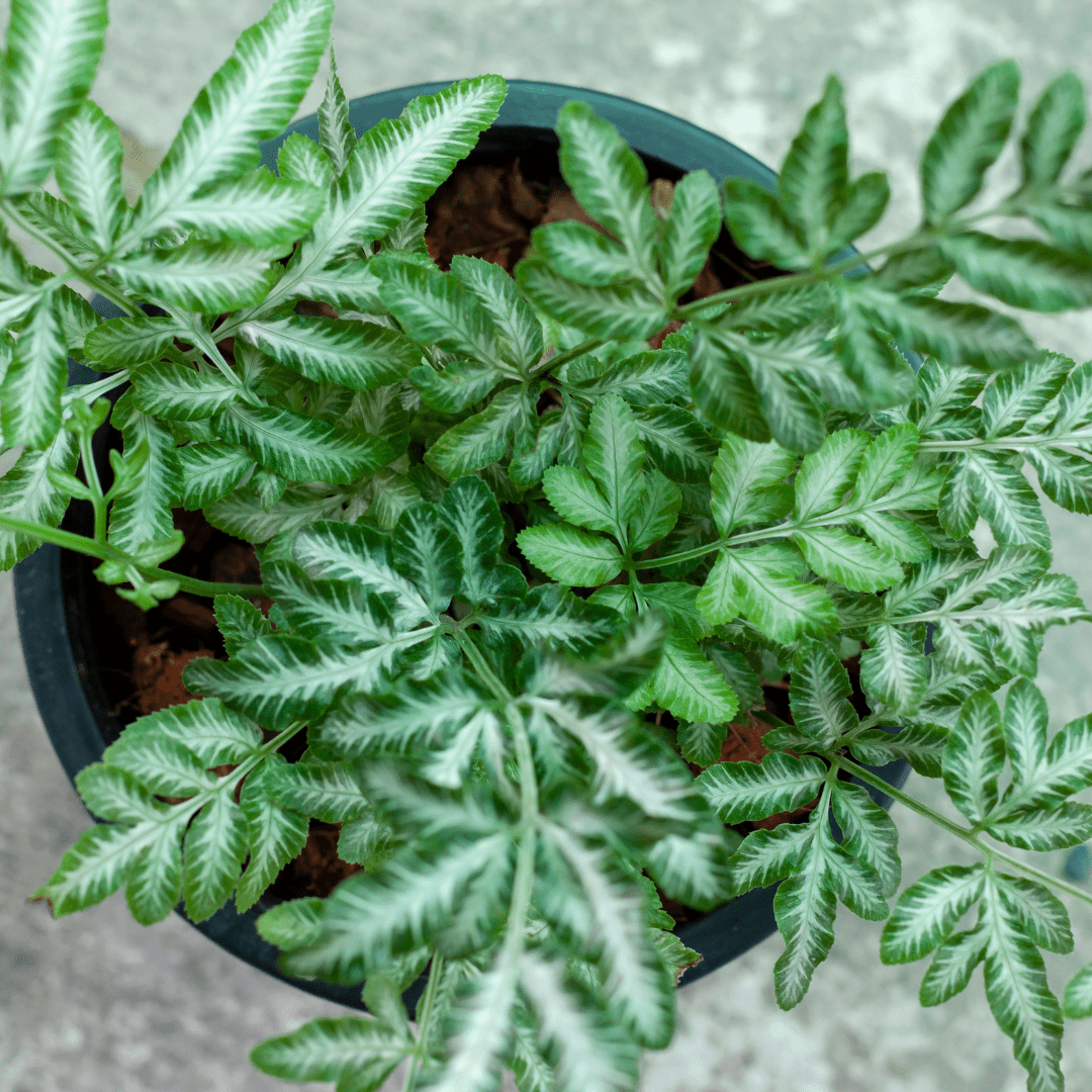 The Best Ferns for Your Home - Bring the Outdoors In!