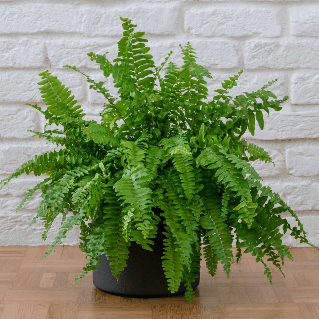 The Best Ferns for Your Home - Bring the Outdoors In!