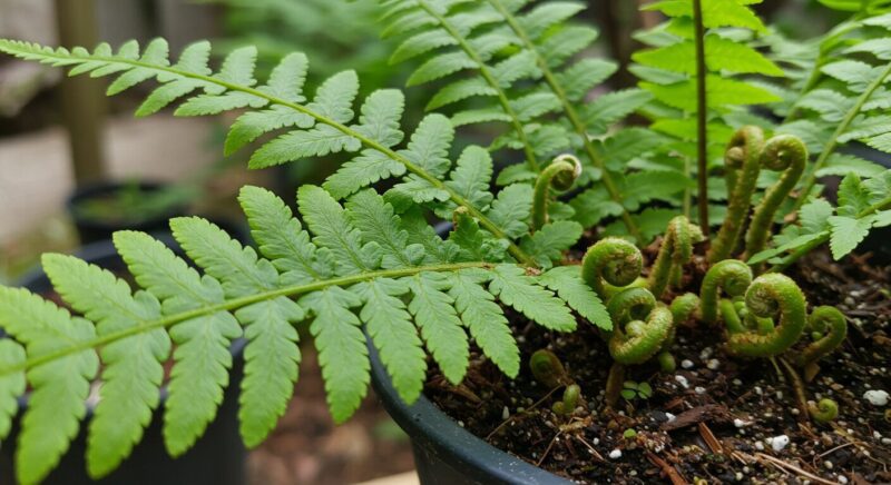 Fern Propagation: A Step-by-Step Beginner's Guide